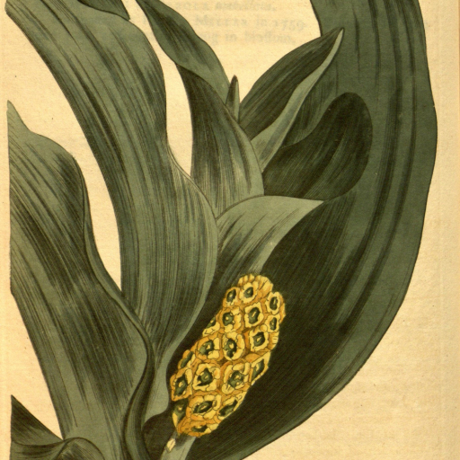 Nippon Lily (Rohdea Japonica) Care Guide: Water, Soil & Propagation ...