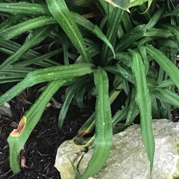 Rohdea Nepalensis Care Guide: Water, Soil & Propagation - Plantiary