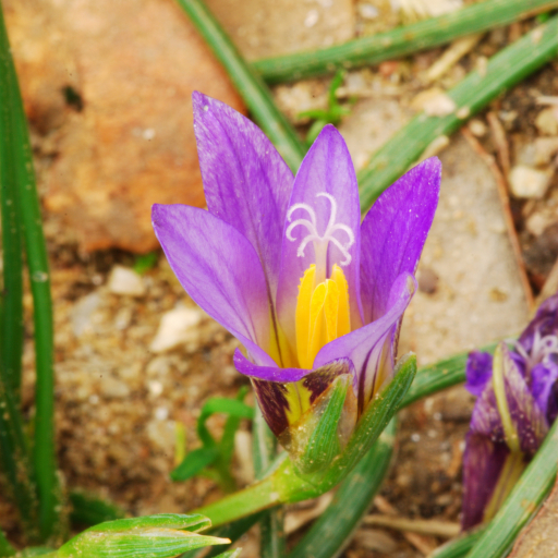 Crocus-Leaved Romulea (Romulea Bulbocodium) Plant Care & How to Grow, Water