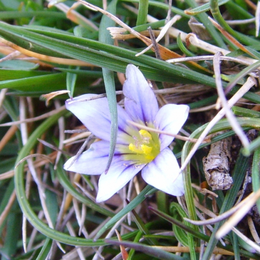 Sand Crocus (Romulea Columnae) Plant Care & How to Grow, Water