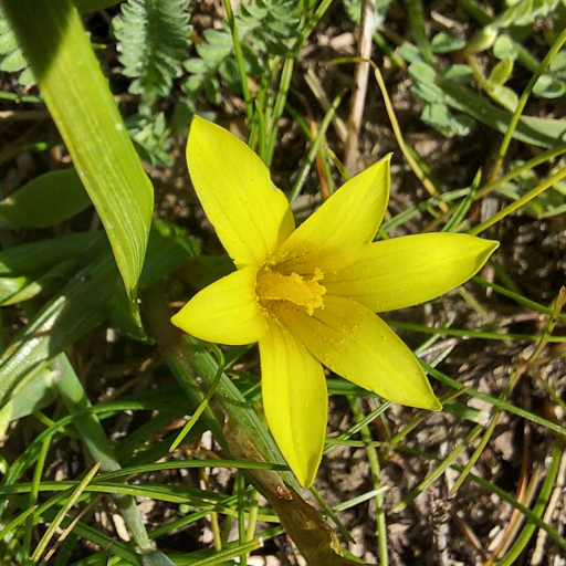 Greenbract Froetang (Romulea Flava) Plant Care & How to Grow, Water