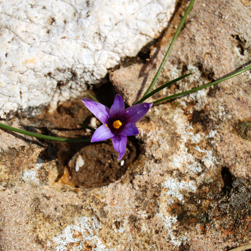 Romulea Linaresii Plant Care & How to Grow, Water