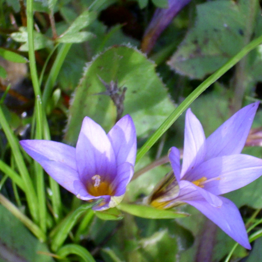 Ketam Manasa (Romulea Ramiflora) Plant Care & How to Grow, Water