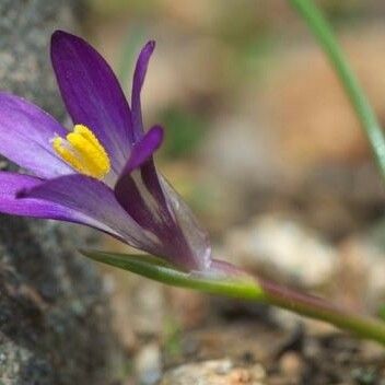 Romulea Requienii Plant Care & How to Grow, Water