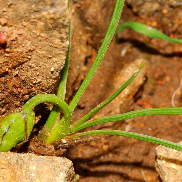 Romulea Rollii Care Guide: Water, Soil & Propagation - Plantiary