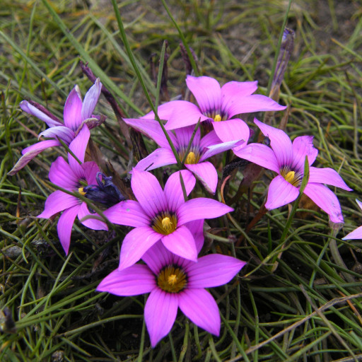Rosy Sandcrocus (Romulea Rosea) Plant Care & How to Grow, Water