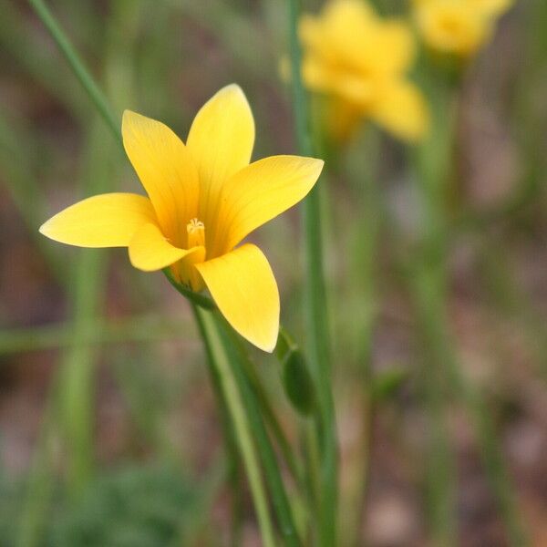 Cadmium Froetang (Romulea Saldanhensis) Care Guide: Water, Soil ...