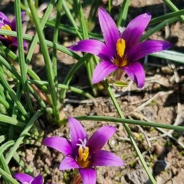 Tempsky's Sand Crocus (Romulea Tempskyana) Plant Care & How to Grow, Water