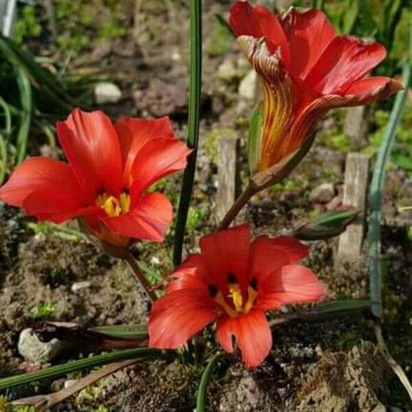 Romulea Unifolia Care Guide: Water, Soil & Propagation - Plantiary