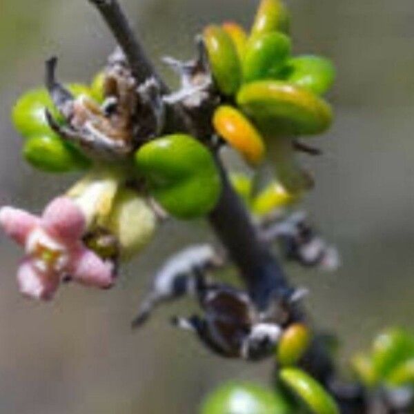 Rondeletia Anguillensis Plant Care & How to Grow, Water