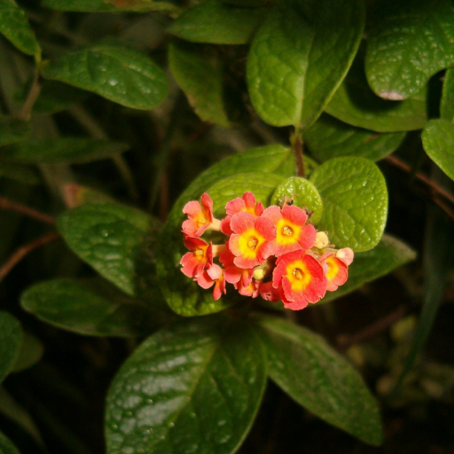 Panama-Rose (Rondeletia Odorata) Plant Care & How to Grow, Water