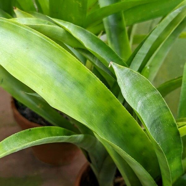Ronnbergia Allenii Care Guide: Water, Soil & Propagation - Plantiary