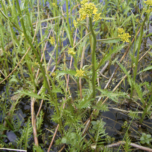 Great Yellow Cress (Rorippa Amphibia) Plant Care & How to Grow, Water