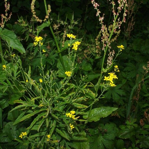 Hybrid Yellow-Cress (Rorippa × Anceps) Plant Care & How to Grow, Water