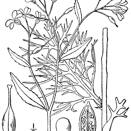 Lakecress (Rorippa Aquatica) Plant Care & How to Grow, Water