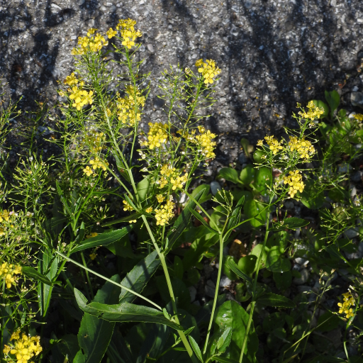 Austrian Yellow Cress (Rorippa Austriaca) Plant Care & How to Grow, Water