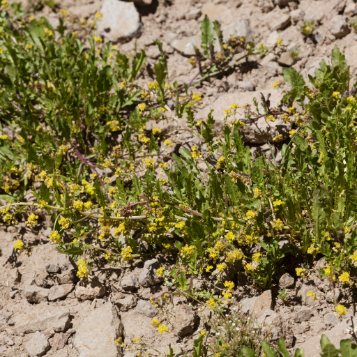 Bluntleaf Yellowcress (Rorippa Curvipes) Plant Care & How to Grow, Water