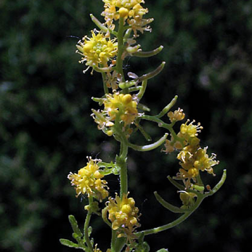 Curve-Pod Yellow Cress (Rorippa Curvisiliqua) Plant Care & How to Grow ...