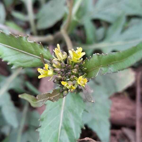 Variableleaf Yellowcress (Rorippa Dubia) Plant Care & How to Grow, Water