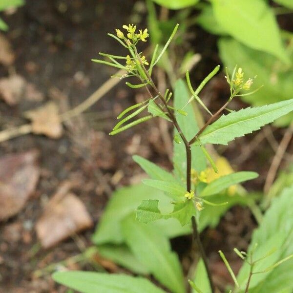 Variableleaf Yellowcress (Rorippa Indica) Plant Care & How to Grow, Water