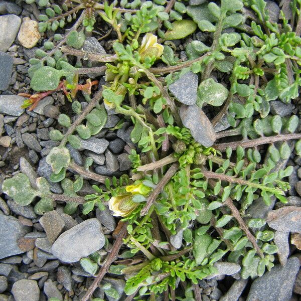 Rorippa Nana Plant Care & How to Grow, Water