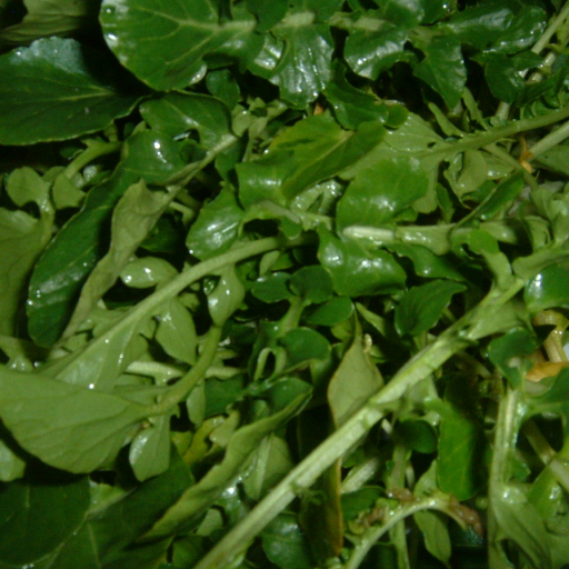 Brown Cress (Rorippa Nasturtium-aquaticum) Plant Care & How to Grow, Water