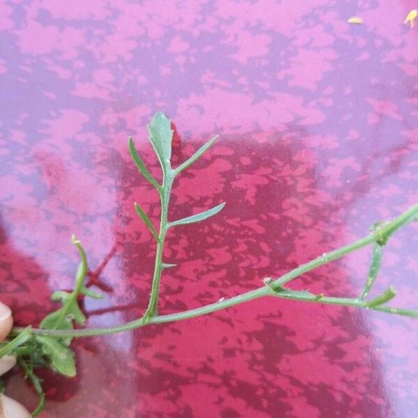 Yellow Appiror (Rorippa Pyrenaica) Care Guide: Water, Soil ...