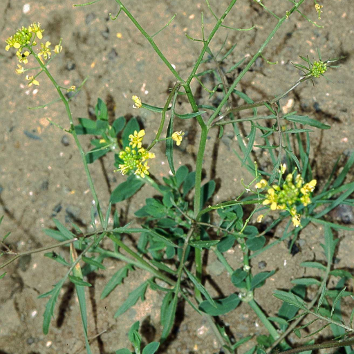 Creeping Yellow Cress (Rorippa Sylvestris) Care Guide: Water, Soil ...