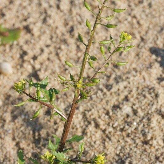 Hybrid Yellow-cress (Rorippa X Anceps) Plant Care & How to Grow, Water