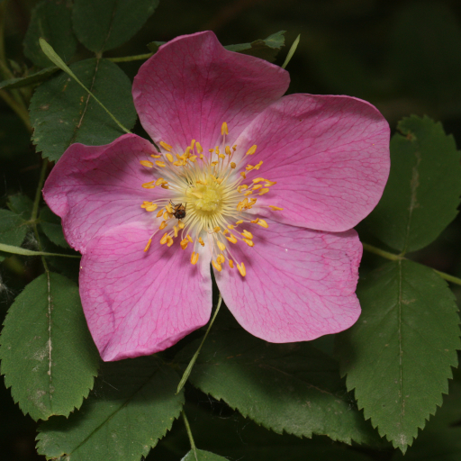 Prickly Rose (Rosa Acicularis) Plant Care & How to Grow, Water