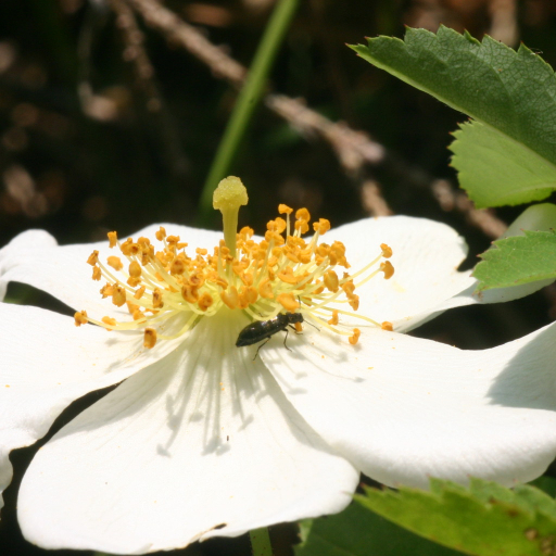 Field Rose (Rosa Arvensis) Plant Care & How to Grow, Water