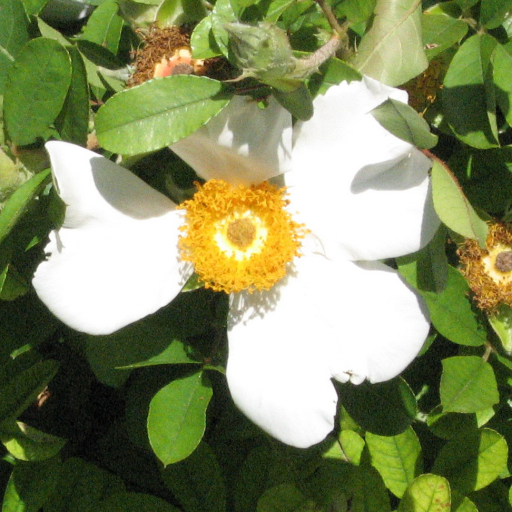 Macartney Rose (Rosa Bracteata) Plant Care & How to Grow, Water