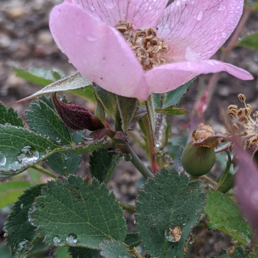Sierran Dwarf Rose (Rosa Bridgesii) Plant Care & How to Grow, Water
