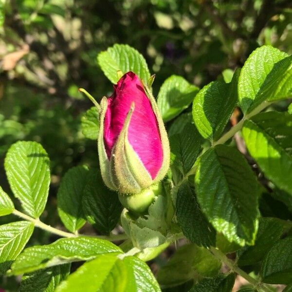 Rosa Caesia X Rosa Rugosa Care Guide: Water, Soil & Propagation - Plantiary