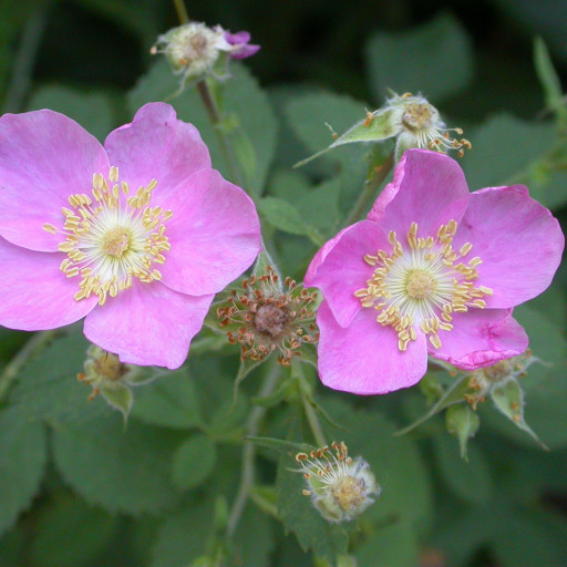 California Rose (Rosa Californica) Plant Care & How to Grow, Water