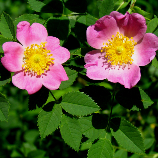 Carolina Rose (Rosa Carolina) Plant Care & How to Grow, Water