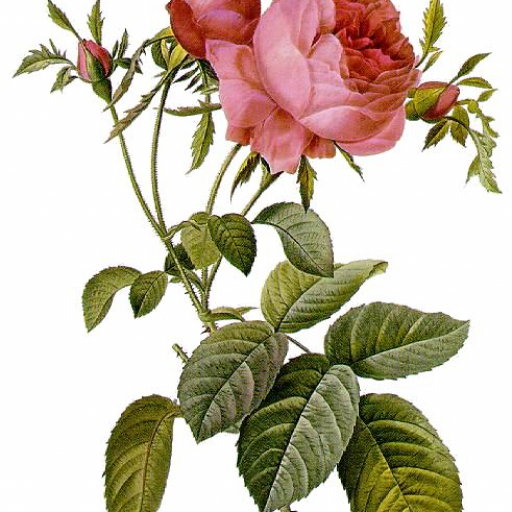 Cabbage Rose (Rosa Centifolia) Plant Care & How to Grow, Water