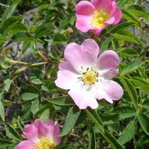 Glaucous Dog Rose (Rosa Dumalis) Care Guide: Water, Soil & Propagation ...