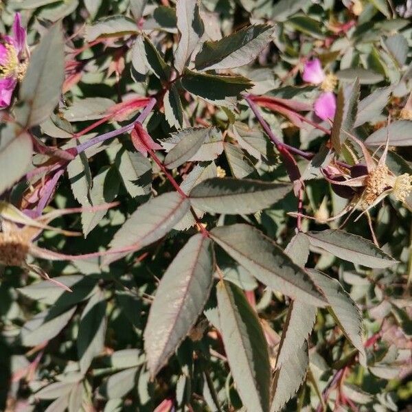 Red-leaved Rose (Rosa Ferruginea) Plant Care & How to Grow, Water