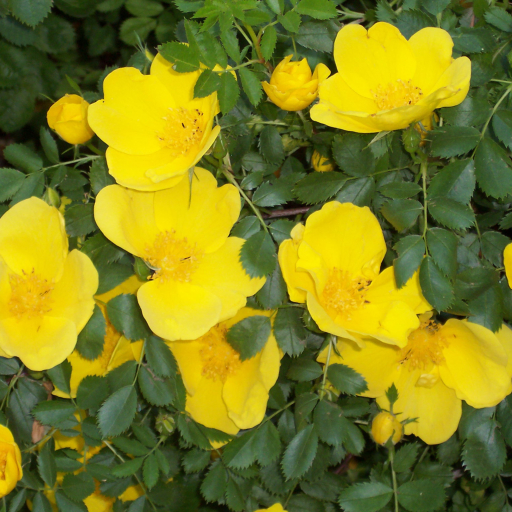 Austrian Brier (Rosa Foetida) Plant Care & How to Grow, Water