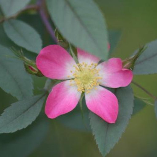 Redleaf Rose (Rosa Glauca) Plant Care & How to Grow, Water