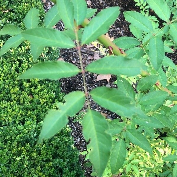 Rosa Helenae Care Guide: Water, Soil & Propagation - Plantiary