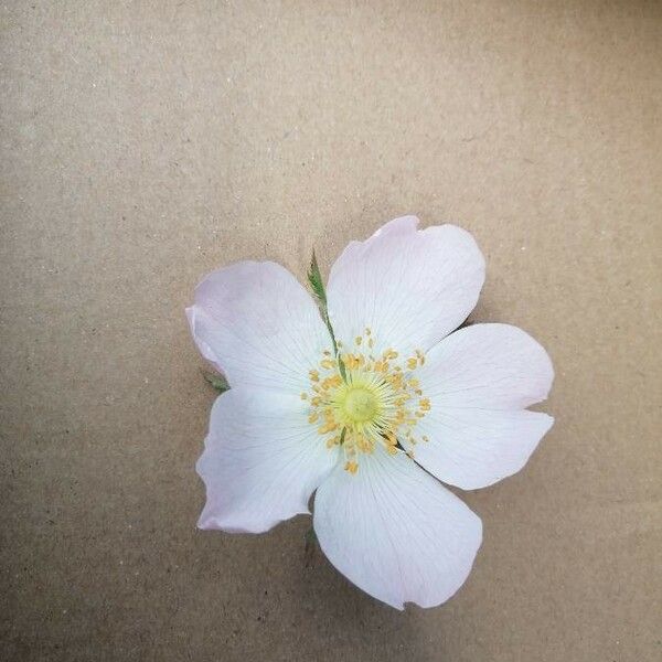 Rosa Inodora Plant Care & How to Grow, Water