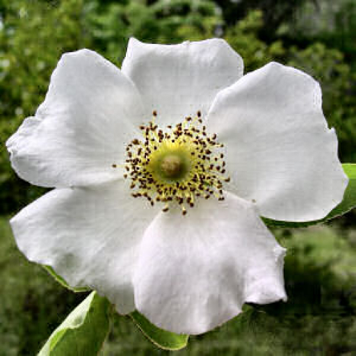 Cherokee Rose (Rosa Laevigata) Plant Care & How to Grow, Water