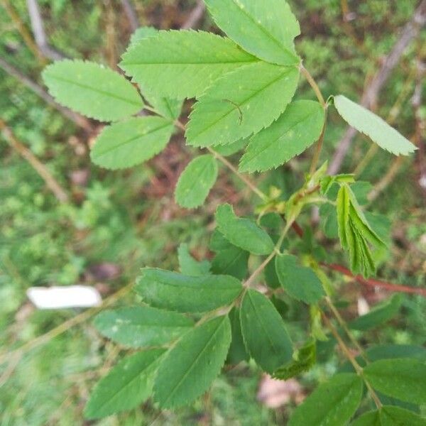 Rosa Laxa Plant Care & How to Grow, Water