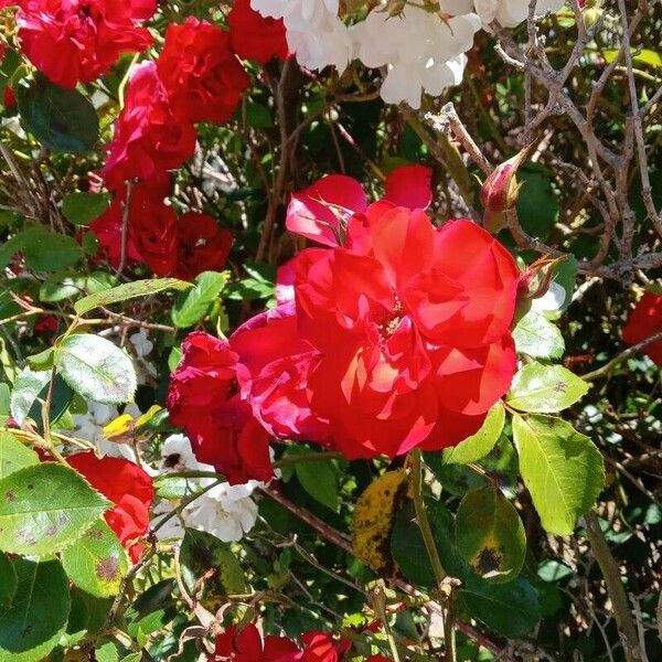 Rosa × Malmundariensis Plant Care & How to Grow, Water