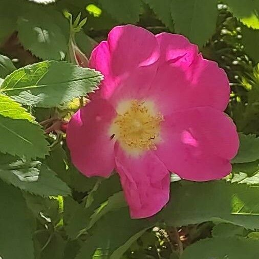 Rosa Multibracteata Plant Care & How to Grow, Water