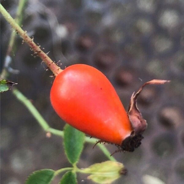 Shining Rose (Rosa × Nitidula) Plant Care & How to Grow, Water
