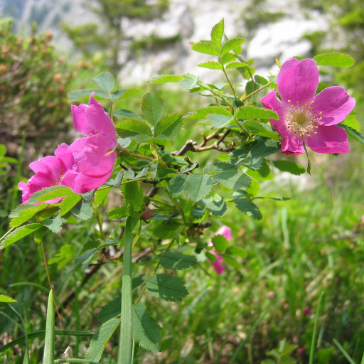 African Love Grass (Eragrostis Curvula) Plant Care & How to Grow, Water