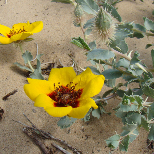 Rosa Persica Plant Care & How to Grow, Water